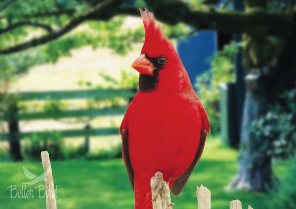 Cardinal | Better Bird