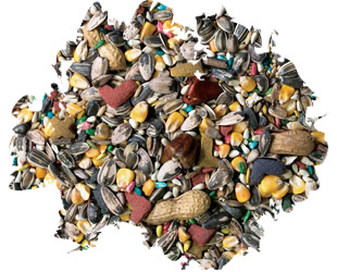 Parrot Food | Better BirdBetter Bird